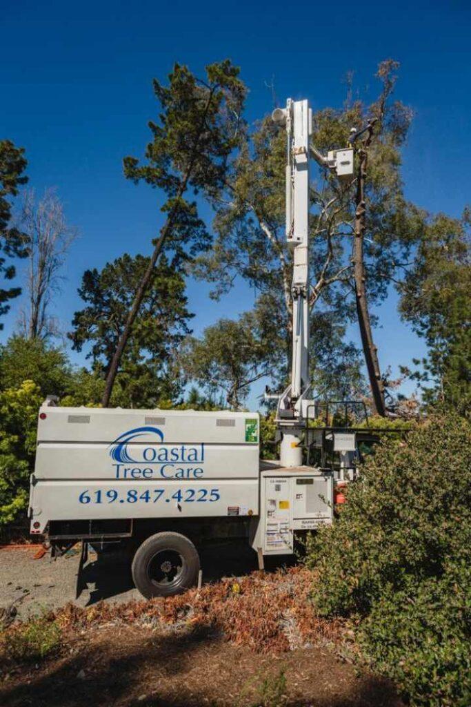 Tree Health and Sticky Sap – Rancho Coastal | Professional Arborist ...