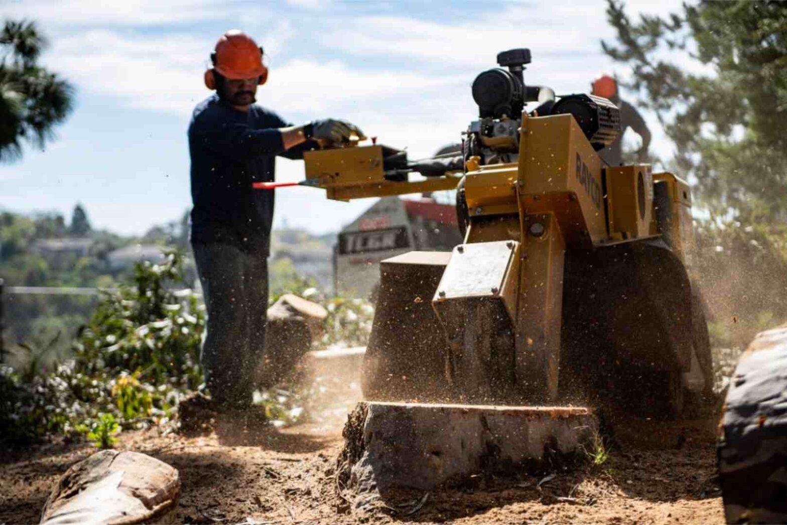 Should You Grind Your Tree Stumps or Remove Them? – Rancho Coastal ...