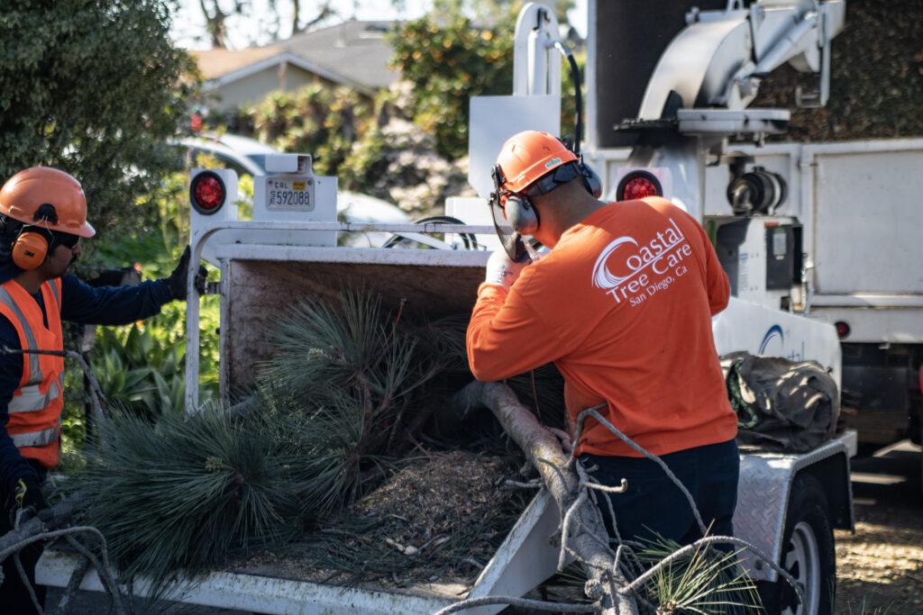 Why Use Mulch Around Your Trees? – Rancho Coastal | Professional ...