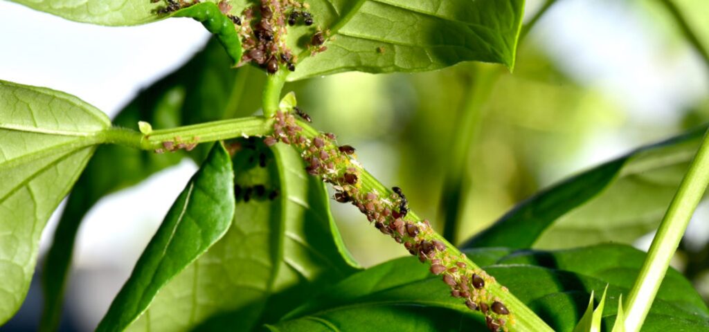 Pest of the Month – Date Palm Pests – Rancho Coastal | Professional ...