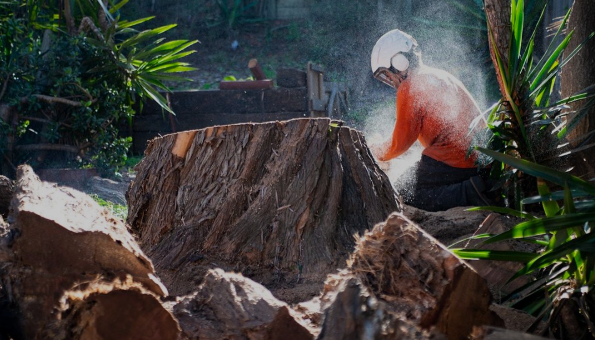 Key Reasons to Consider Stump Grinding – Rancho Coastal | Professional ...