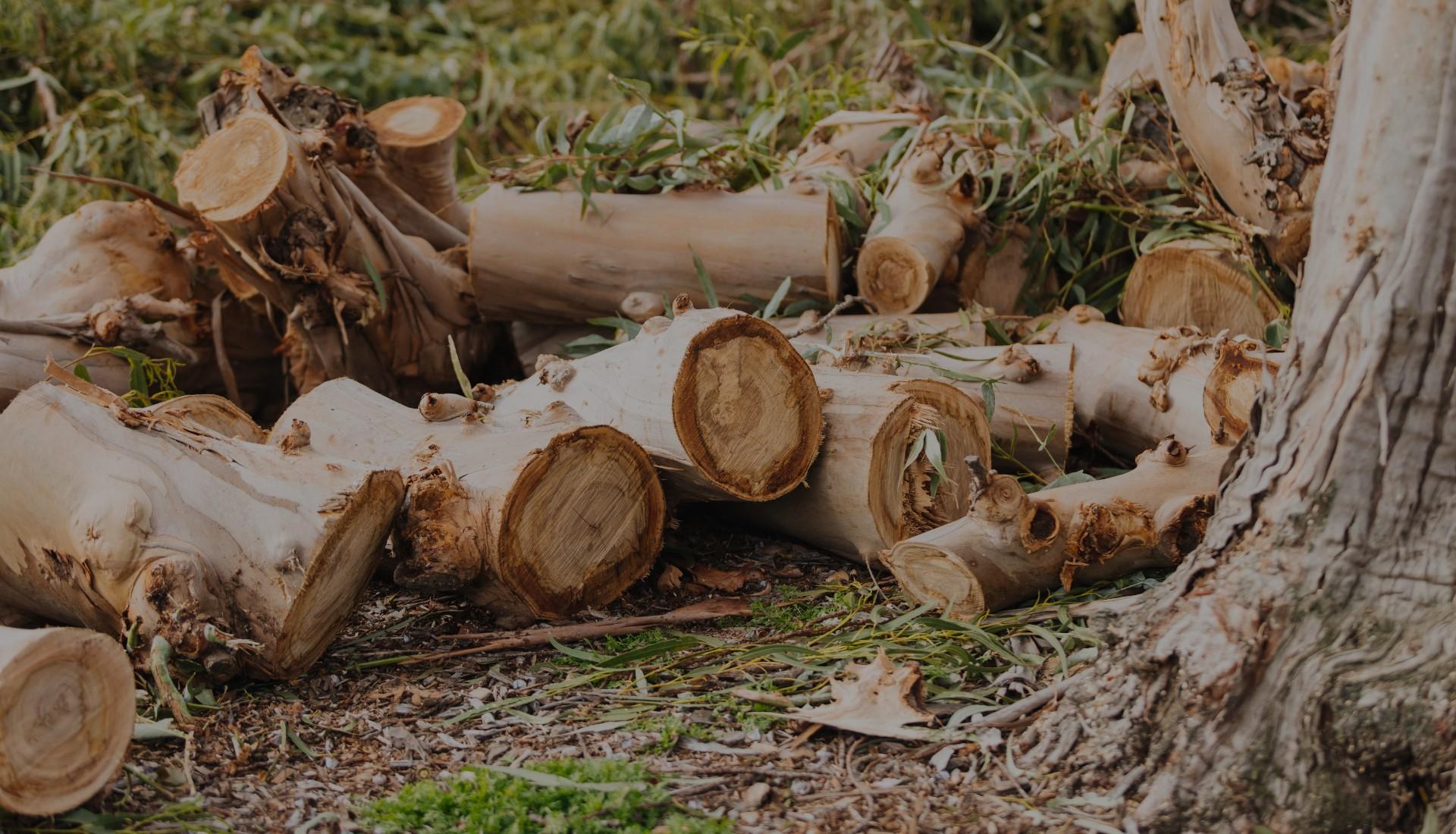 Consultations – Rancho Coastal | Professional Arborist Tree Service in ...