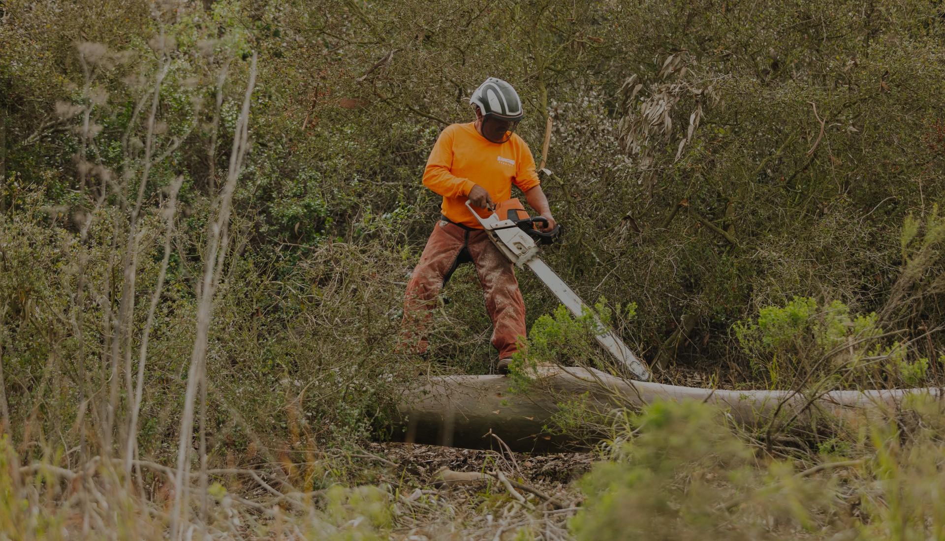 Project Gallery – Rancho Coastal | Professional Arborist Tree Service ...